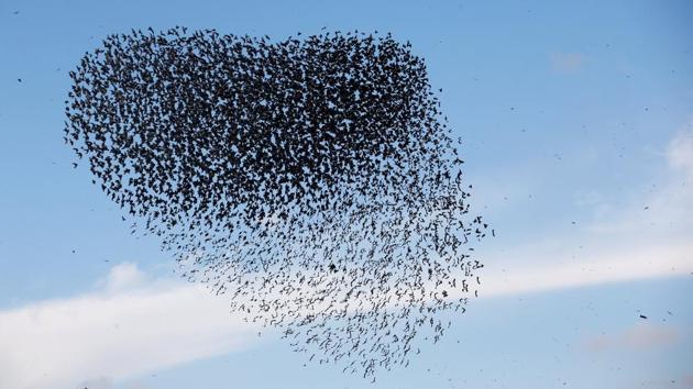 Photos: The spellbinding murmurations of migratory starlings ...
