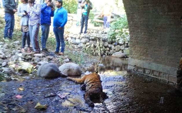 Tiger found dead in Corbett Tiger Reserve, wildlife officials try to ...