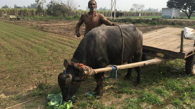 Farmers prefer feeding their surplus cabbage to cattle | Hindustan Times