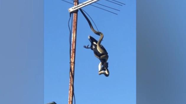 Watch: Python devours currawong bird in terrifying video that’s gone ...