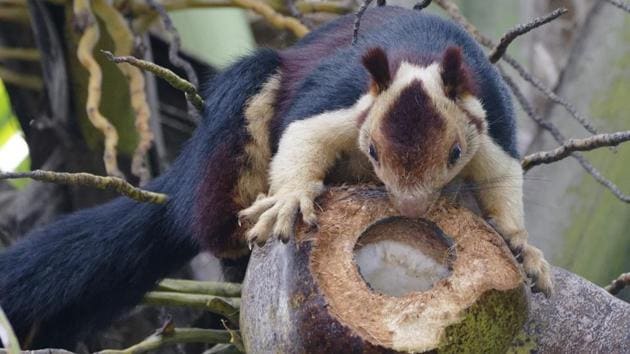 A wild affair: Rajiv Gandhi zoo in Pune to house new exotic species ...