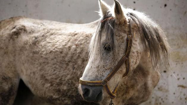 Photos: Syria’s Arabian thoroughbred beauties plod to recovery ...