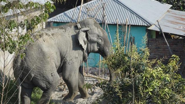 Wild elephant tramples five to death in Bihar’s Supaul district ...