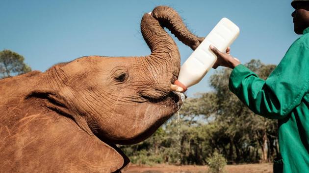 Photos: Baby elephants find a new life, and love at Kenyan orphanage ...