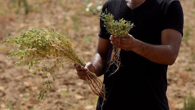 Photos: The hurdles of a cow protection stand in rural India ...