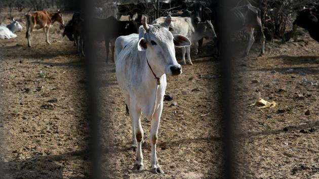 Photos: The hurdles of a cow protection stand in rural India ...