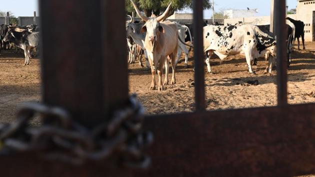Photos: The hurdles of a cow protection stand in rural India ...