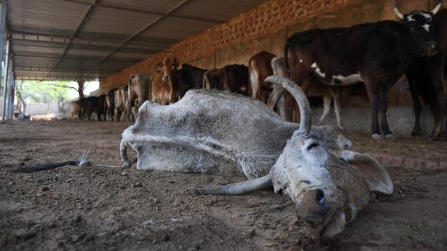 Photos: The hurdles of a cow protection stand in rural India ...