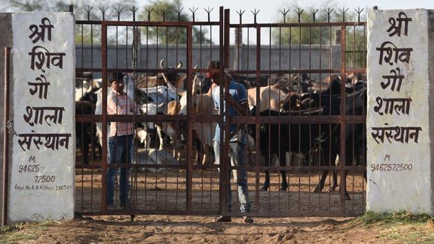Photos: The hurdles of a cow protection stand in rural India ...