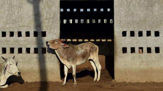 Photos: The hurdles of a cow protection stand in rural India ...