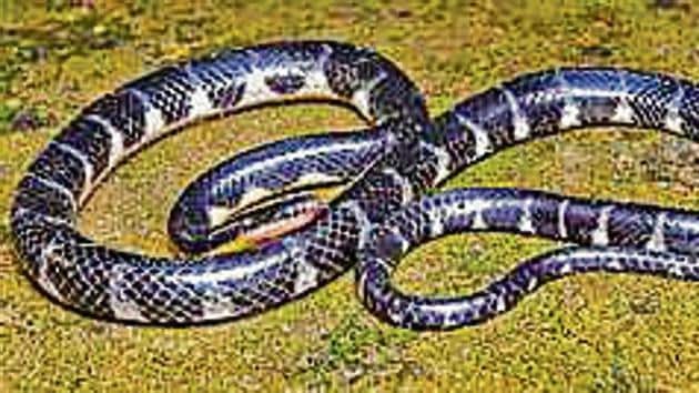 Non-venomous species of ‘rain snake’ discovered in Mizoram | Mumbai ...
