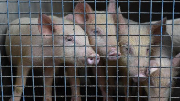 Assam’s biggest religious body ‘expels’ family for rearing pigs| India News