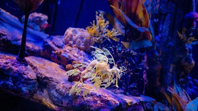 Sea dragon exhibit dazzles visitors at California aquarium | Trending