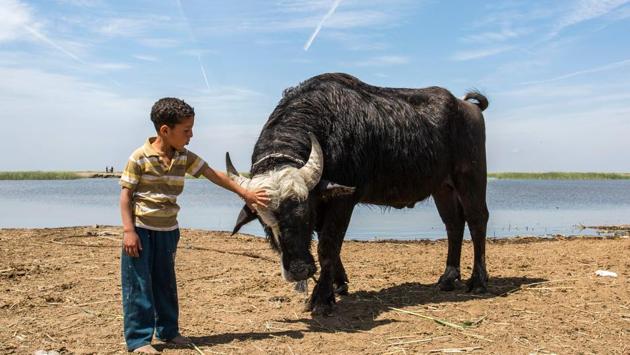 Photos: Iraq turns to ecotourism to save marshes between Euprates and ...