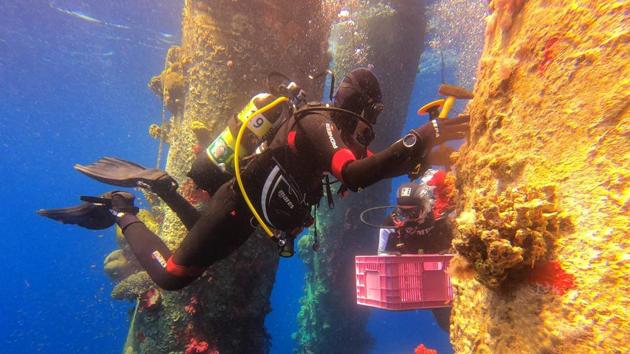 Photos: Israeli coral rescue plan aiming to preserve marine ecosystem ...