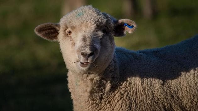 Photos: Livestock rustlers face jail time as New Zealand tightens laws ...
