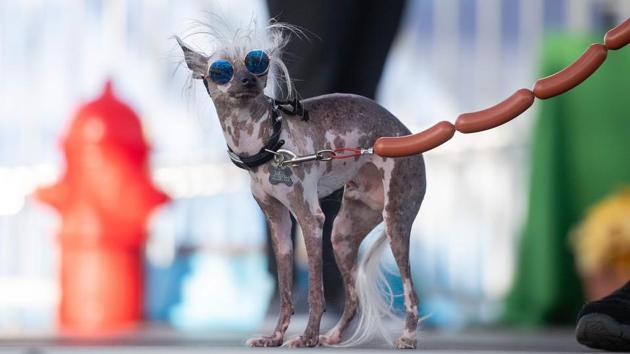 Photos of the week: The G20 Summit in Osaka and a heatwave in Europe ...