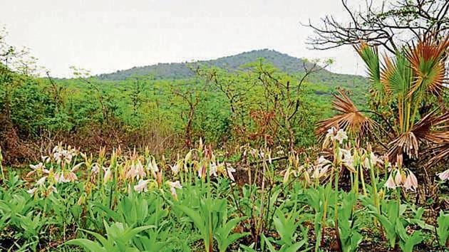 A season full of transitions | Hindustan Times