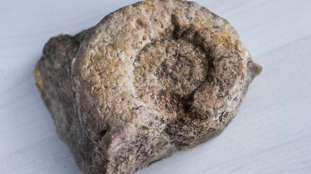 Gulp! Jurassic mammal was the first one able to eat politely ...