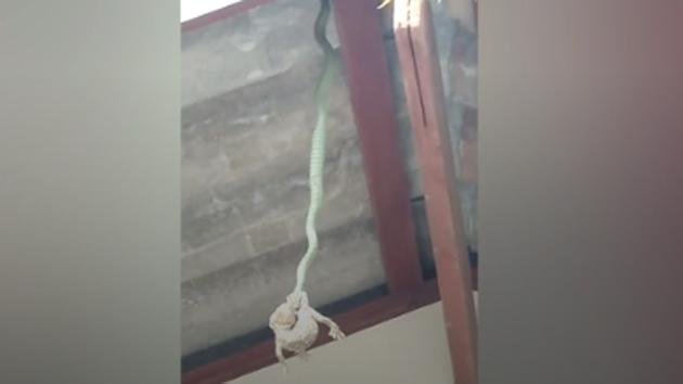 Video shows snake hanging from roof. But wait, that’s not the creepy ...