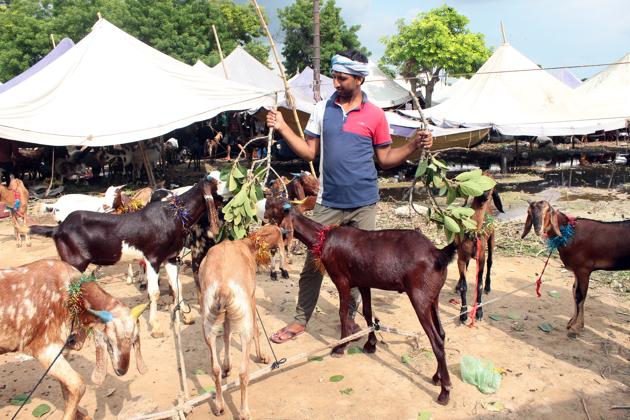 These Old Delhi goats are the G.O.A.T. | Latest News Delhi