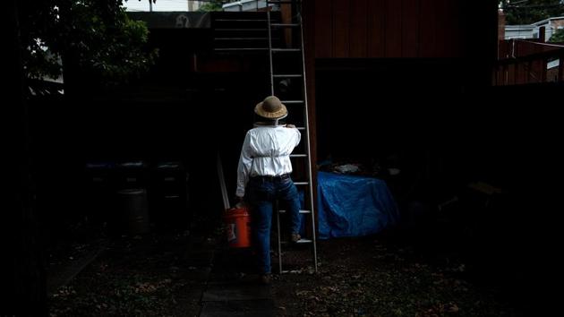 Photos | Eye of the swarm:Experts take sting out of urban beekeeping ...