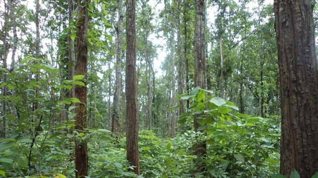 Chhattisgarh govt to declare Hasdeo Arand forest as elephant reserve ...