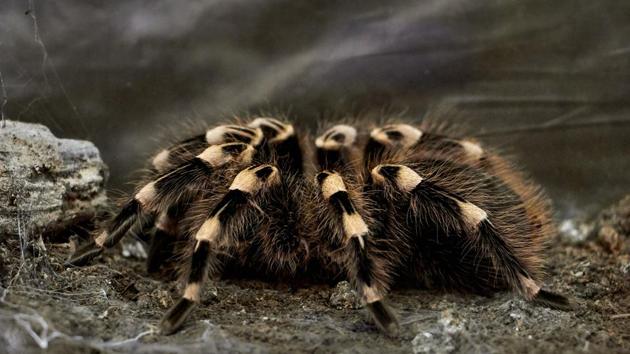 Man caught smuggling nearly 100 tarantula spiders in his luggage | Trending