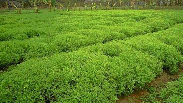 Stevia cultivation catching up with farmers in Uttar Pradesh ...