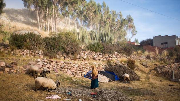 Photos: Lake Titicaca, once an Andean deity, faces pollution threat ...