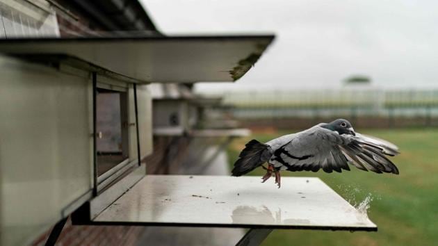 Photos: The Belgian breeder with the million-euro pigeon | Hindustan Times