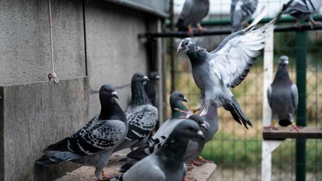 Photos: The Belgian breeder with the million-euro pigeon | Hindustan Times