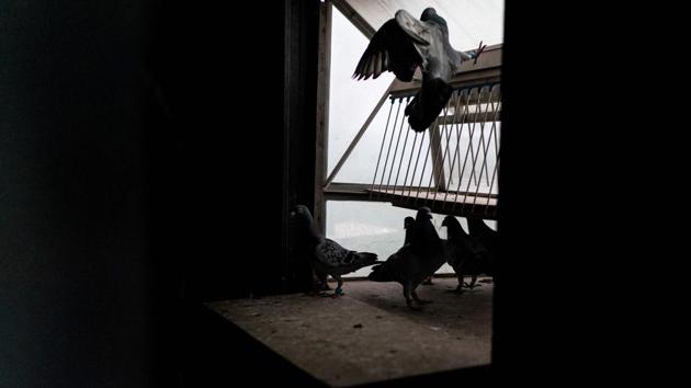 Photos: The Belgian breeder with the million-euro pigeon | Hindustan Times