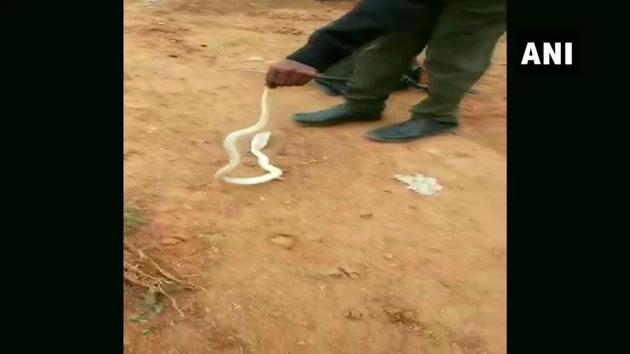 3-foot-long snake rescued in Tamil Nadu. It’s a white-coloured cobra ...