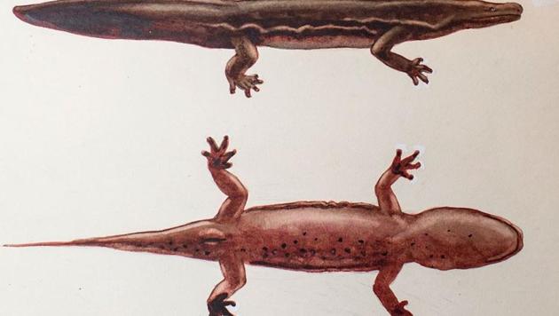 New giant salamander species identified, may be world’s largest ...