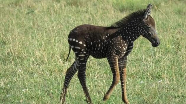 Rare polka-dotted Zebra spotted in Kenya. Pics will leave you stunned ...