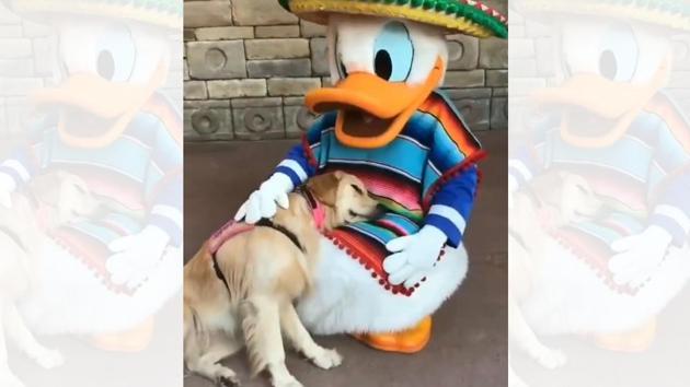 Dog meets Donald Duck, whatfollows is absolutely heartwarming. Video ...