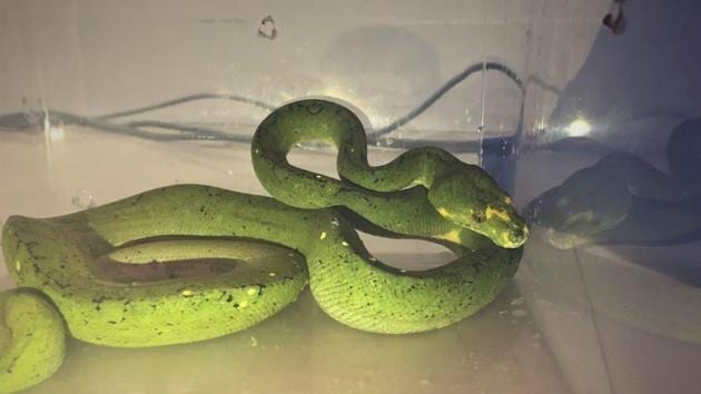 Exotic and endangered reptiles smuggled from Malaysia seized at Chennai ...