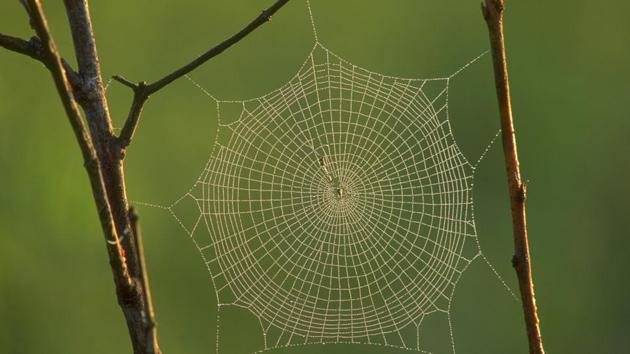 Scientists undertake largest DNA barcoding of spiders in India | Latest ...