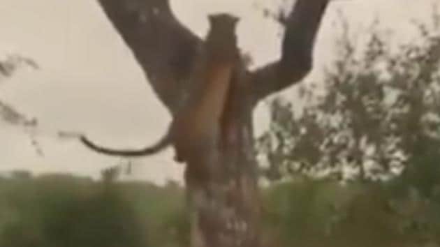 Hyena tries to attack leopard, the big cat avoids it with a dramatic ...