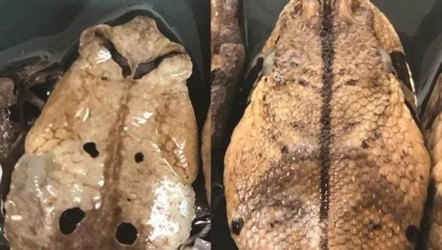 Clever toad mimics venomous snake for this reason. Scientists say it’s ...