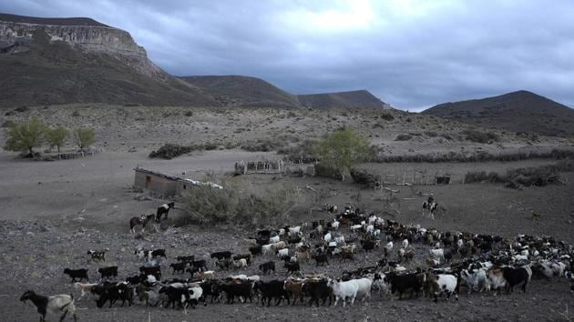 Photos: Goat farmers at climate change frontline in Argentina’s wine ...