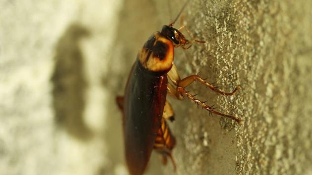 Man feels pain in ear, finds large cockroach living inside. That’s not ...