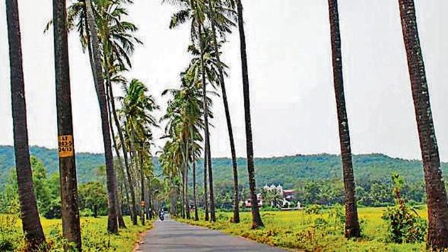 Government to probe illegal ‘photo tax’ at Goa’s most-clicked road ...
