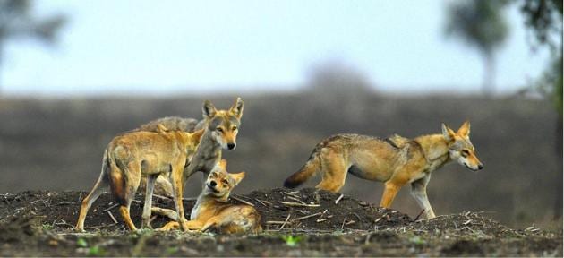 Scientists categorise Indian wolf sounds to study animal’s social ...