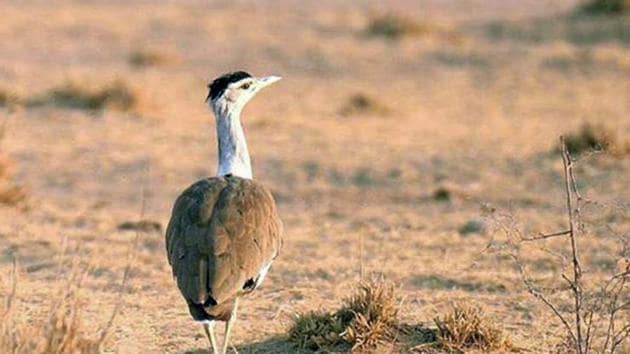 9 GIBs artificially hatched in Desert National Park in Rajasthan ...