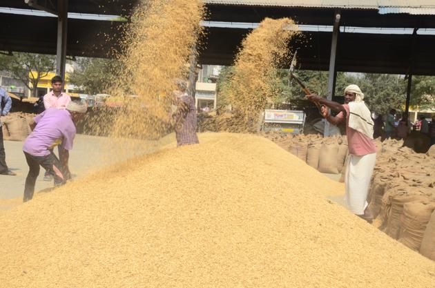 Fictitious paddy purchase in Haryana: Council of Ministers orders ...