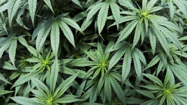 Cannabis worth over Rs 70 lakh seized in Tripura, 1 held | Latest News ...