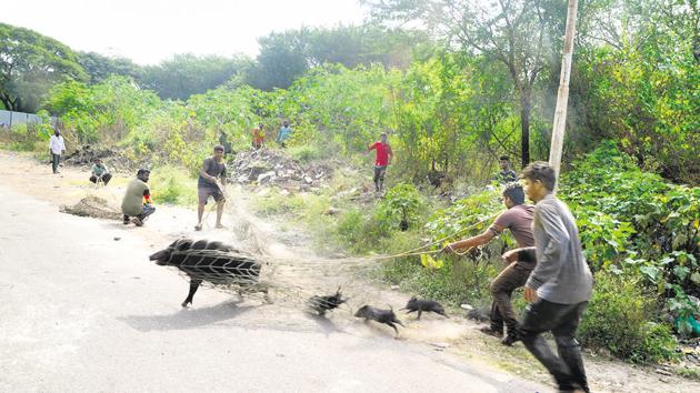 Civic body takes help of Karnataka team, police to contain bovine ...