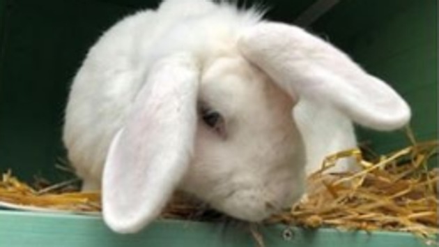 Wonky, the ‘unicorn’ rabbit with unusual ear placement wins Internet ...